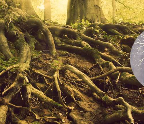 Rooted Scripture Union