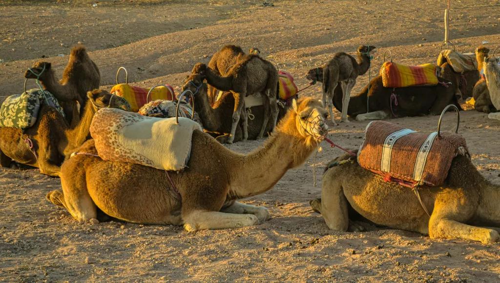 The staff of God | Scripture Union